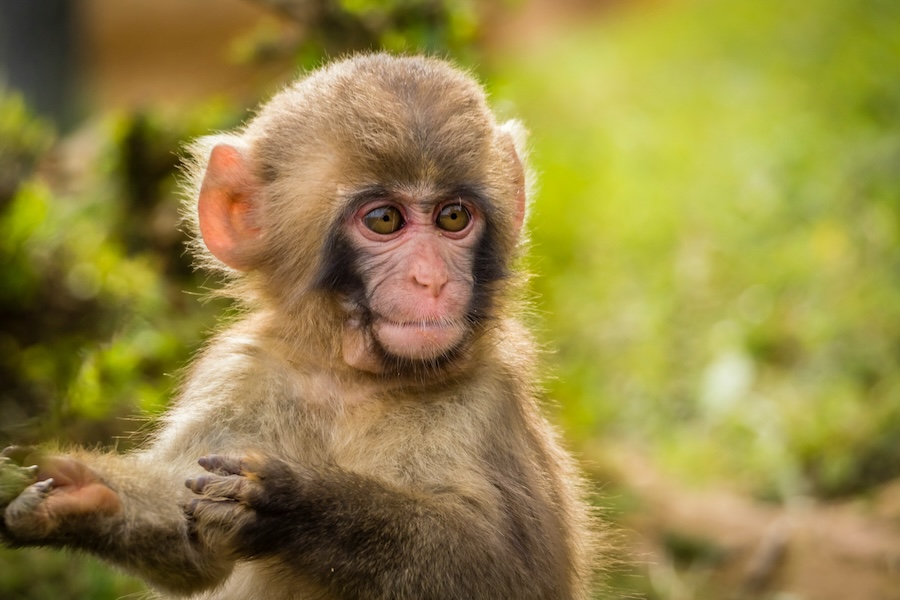 Punch the Monkey update | Japan Den